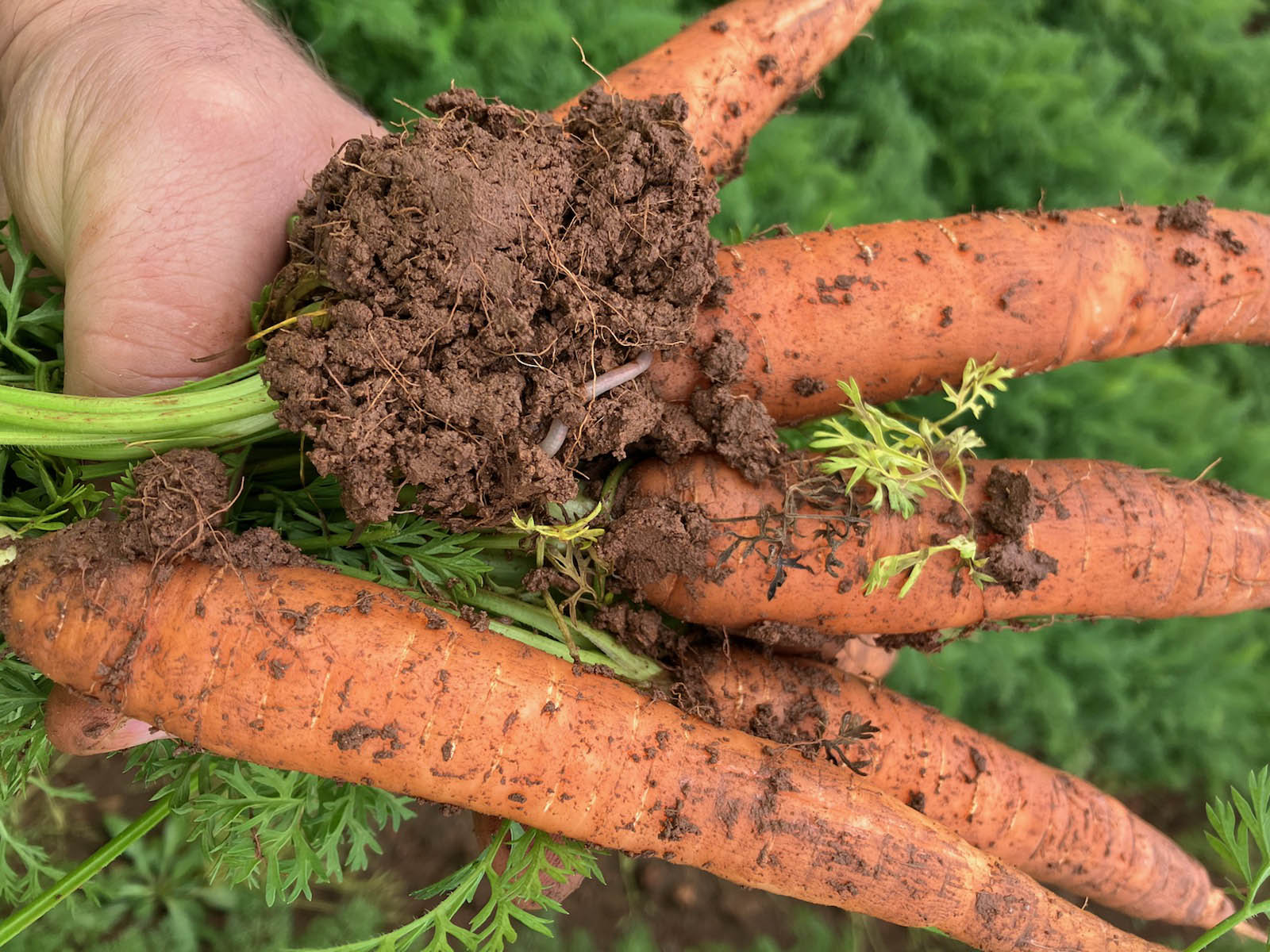 Metagen | Vegetable Crops