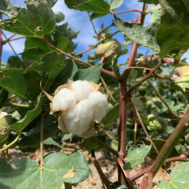 Metagen | The Soil Health Company