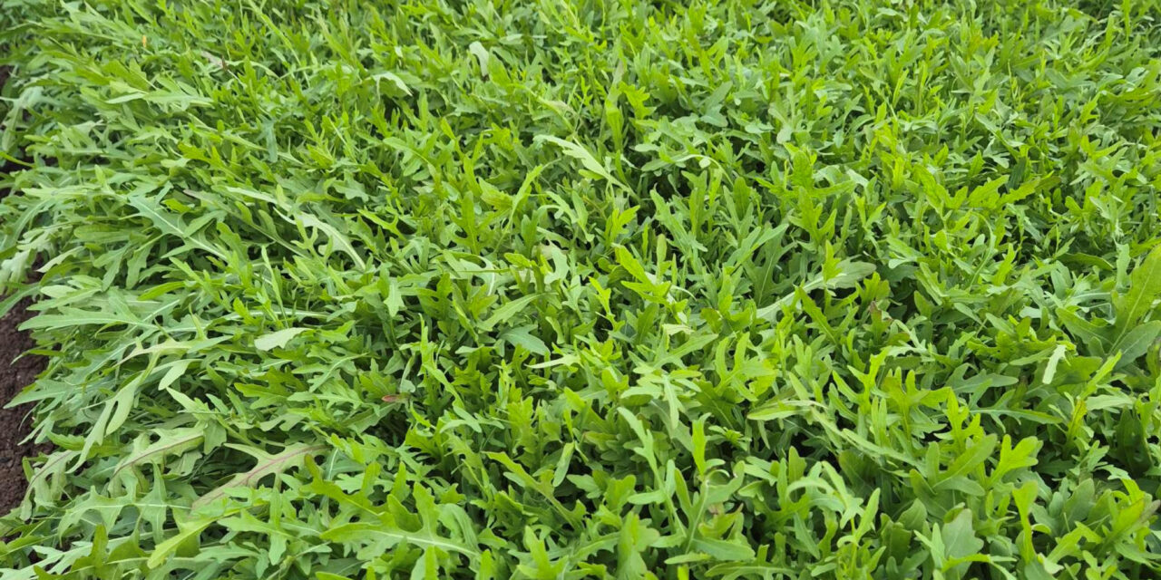 Metagen | Vegetable Crops