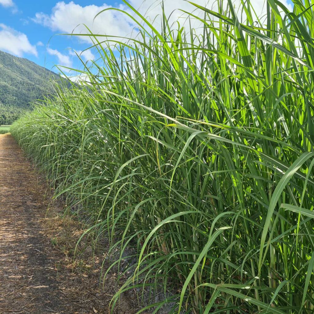 Sugarcane Biostimluants | Metagen